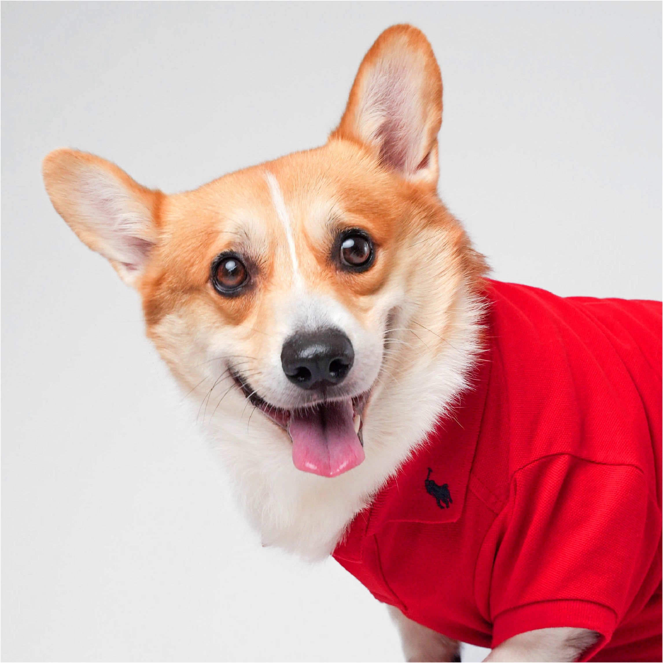 Medium – Wag World